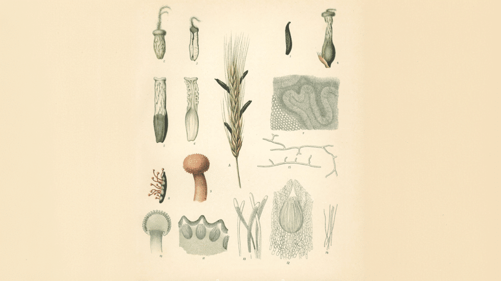 The Fascinating History of Triptans - Migraine Canada